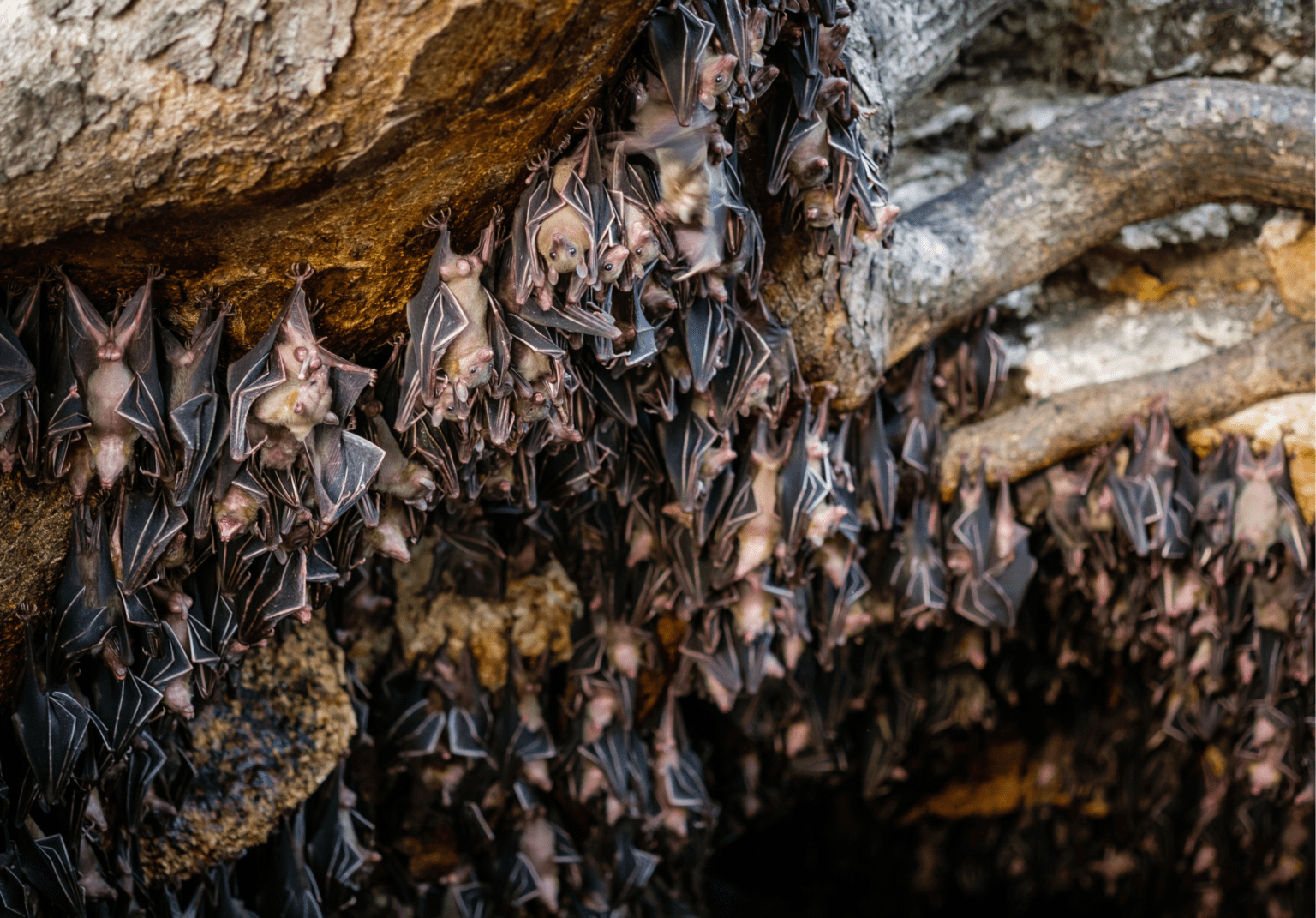 5 Fascinating Facts About Bats in Winter | Ankeny Bat Removal