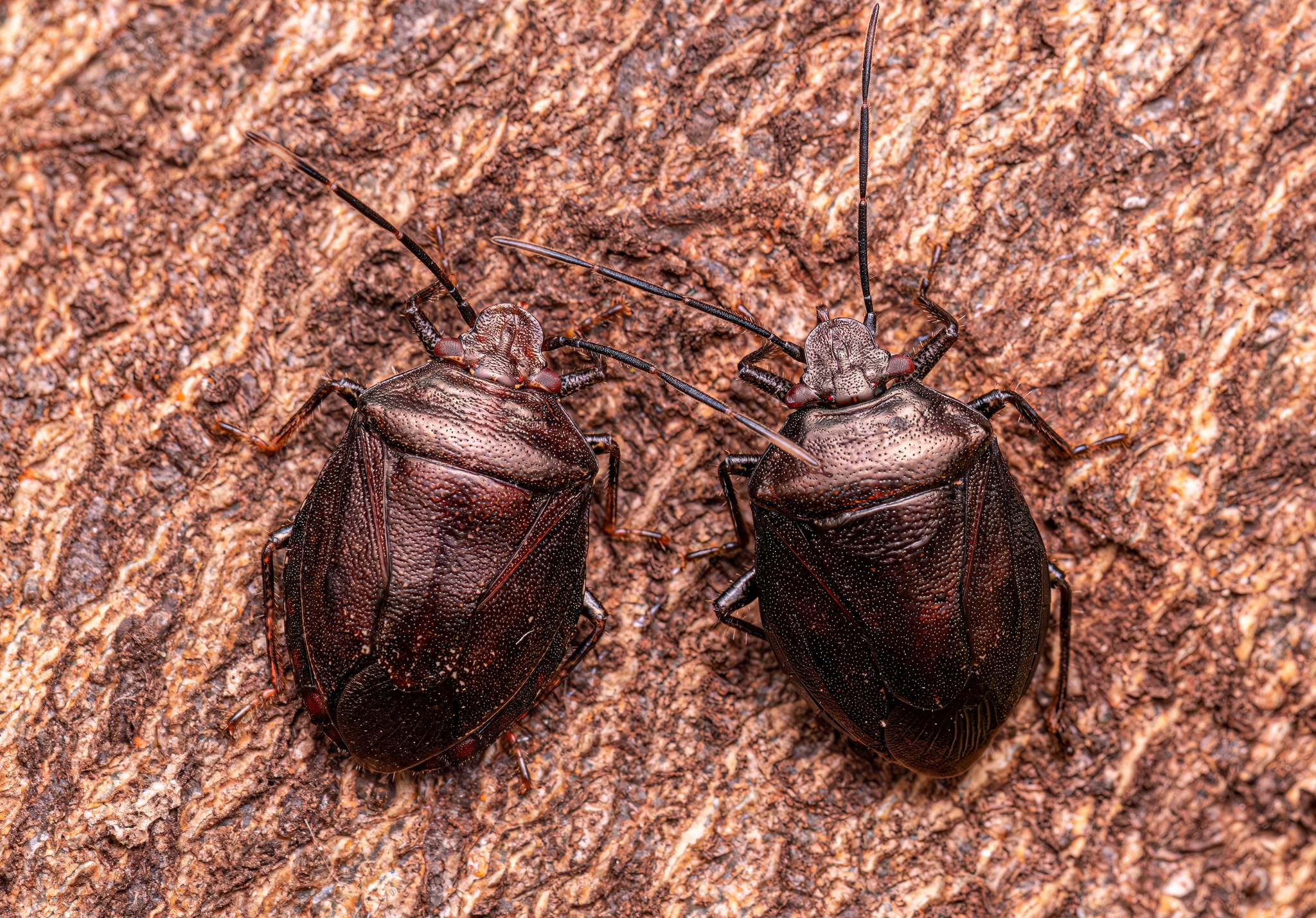 How to Prevent Stink Bugs from Invading Your Home - Pro-Staff Pest Control