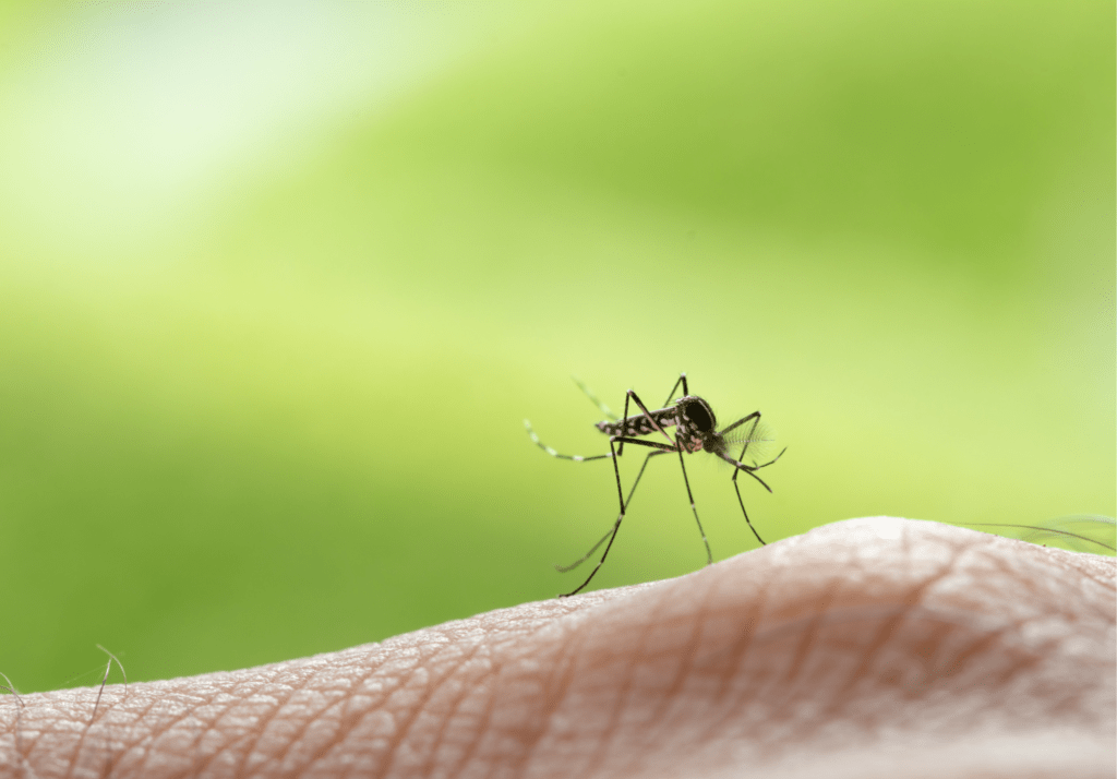 Most Common Illnesses Caused By Mosquitoes - Pro-Staff Pest Control