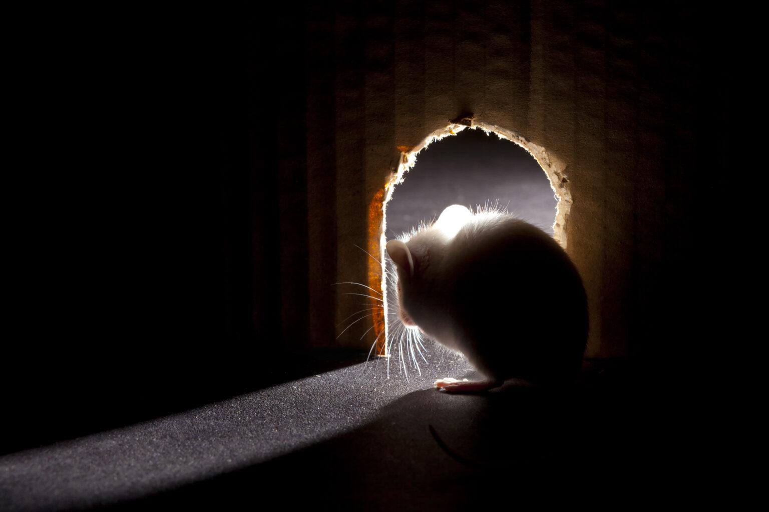 What’s in Your Walls? Pests That Love Insulation - Pro-Staff Pest Control