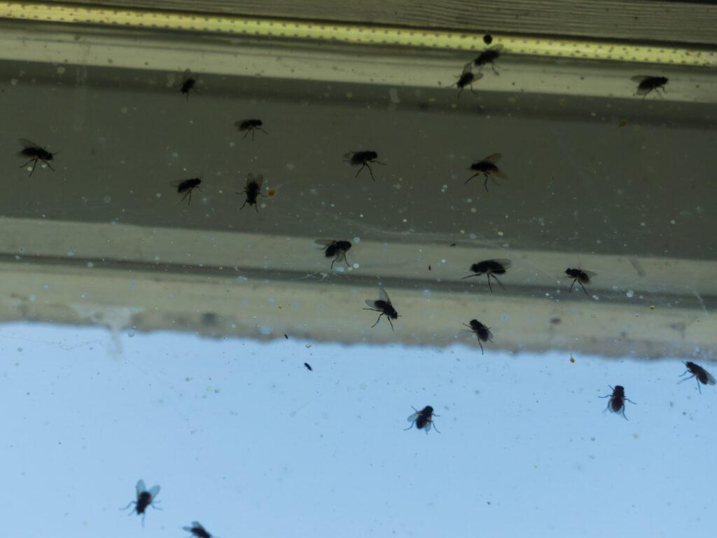 What You Need to Know About Cluster Flies - Pro-Staff Pest Control
