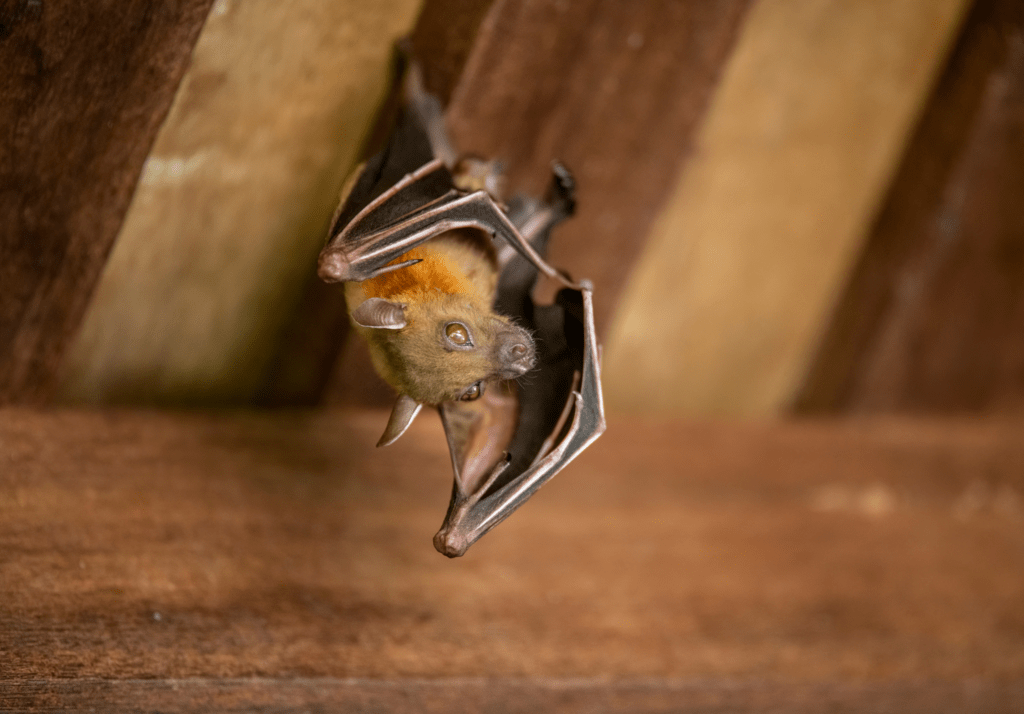 Why is Professional Bat Removal Important? - Pro-Staff Pest Control